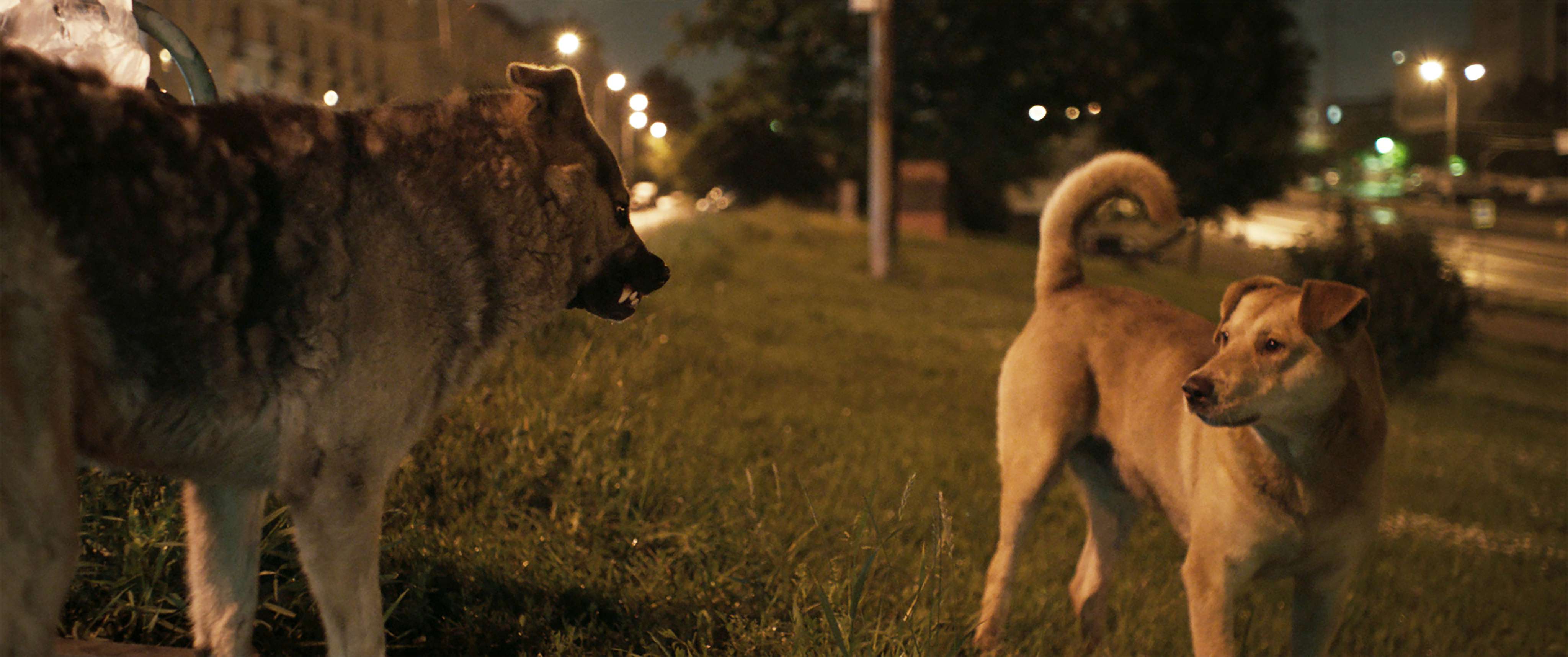 Space Dogs (2019) | Der Filmkürbis